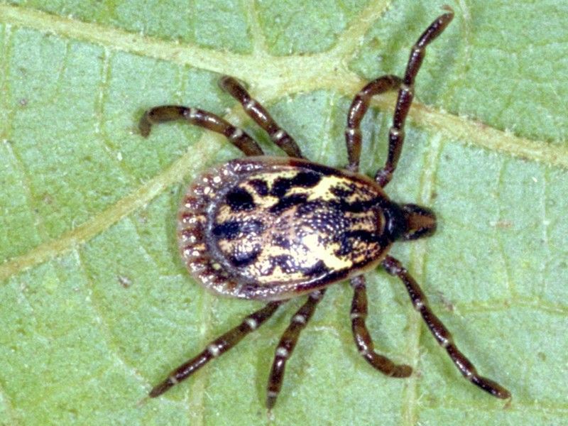 Como é Dividido o Corpo do Carrapato? Quais as suas Partes? | Mundo ...