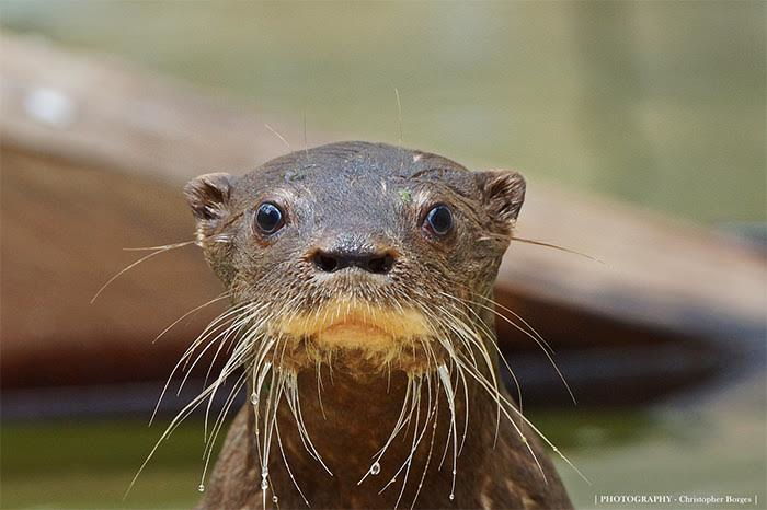 Habitat da Ariranha: Onde Vivem? – Mundo Ecologia