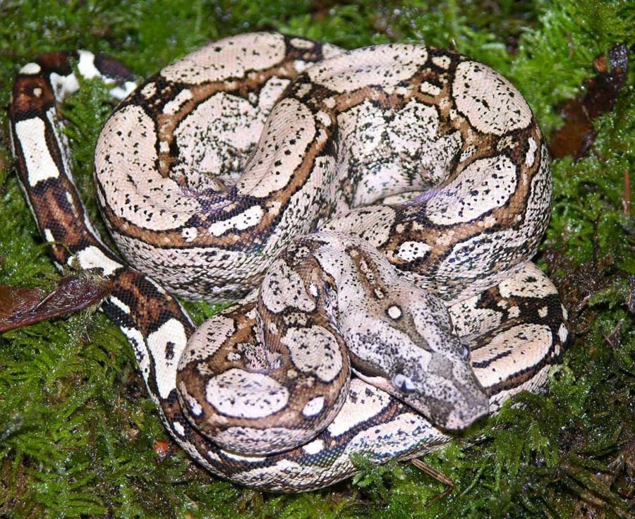 Habitat da Jiboia: Onde Elas Vivem? | Mundo Ecologia