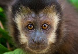 Quantas Mãos Tem um Macaco? Quantos Dedos Eles Possuem? – Mundo Ecologia
