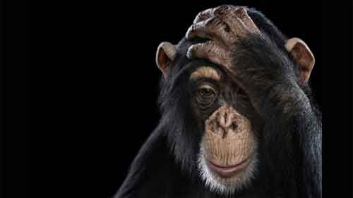 Quantas Mãos Tem um Macaco? Quantos Dedos Eles Possuem? – Mundo Ecologia