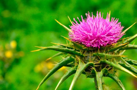 Cardo Marítimo: Curiosidades e Fatos Interessantes Sobre a Planta ...
