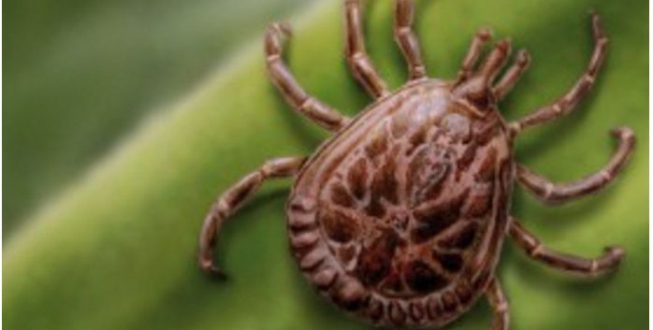 Qual a Classificação do Carrapato: Reino, Família, Filo e Gênero ...