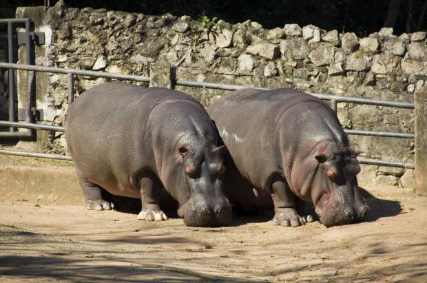 Tudo sobre o Hipopótamo: Características e Fotos | Mundo Ecologia