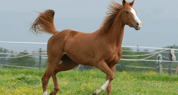 História do Cavalo e Origem do Animal | Mundo Ecologia