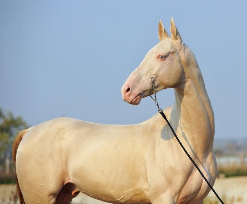 Raça de Cavalo Akhal- Teké: Características, Fotos e História – Mundo ...