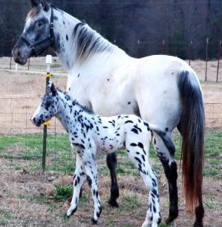 Raça de Cavalo Colorado Ranger: Características, Fotos e Historia ...