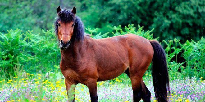 Raça de Cavalo Garranos: Características, Fotos, Historia e Origem ...