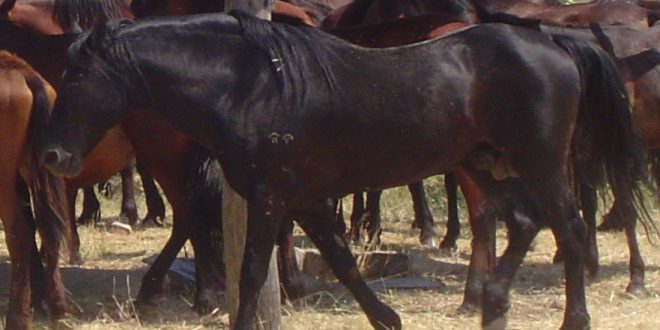 Raça de Cavalo Maremmana: Características, Fotos e Historia | Mundo ...