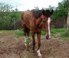 Cavalo Pangaré: Características, História, Origem e Fotos | Mundo Ecologia