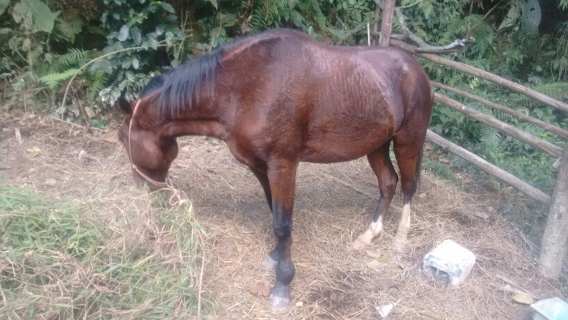 Cavalo Pangaré: Características, História, Origem e Fotos | Mundo Ecologia