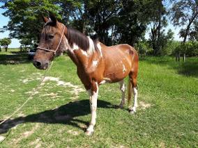 Cavalo Pangaré: Características, História, Origem e Fotos | Mundo Ecologia