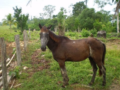 Cavalo Pangaré: Características, História, Origem e Fotos | Mundo Ecologia