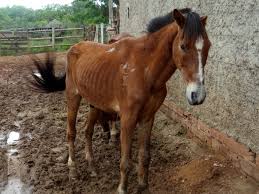 Cavalo Pangaré: Características, História, Origem e Fotos | Mundo Ecologia