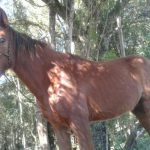 Cavalo Pangaré: Características, História, Origem e Fotos | Mundo Ecologia