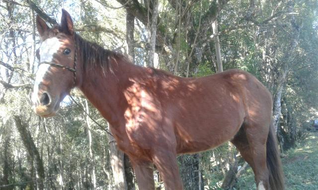 Cavalo Pangaré: Características, História, Origem e Fotos | Mundo Ecologia