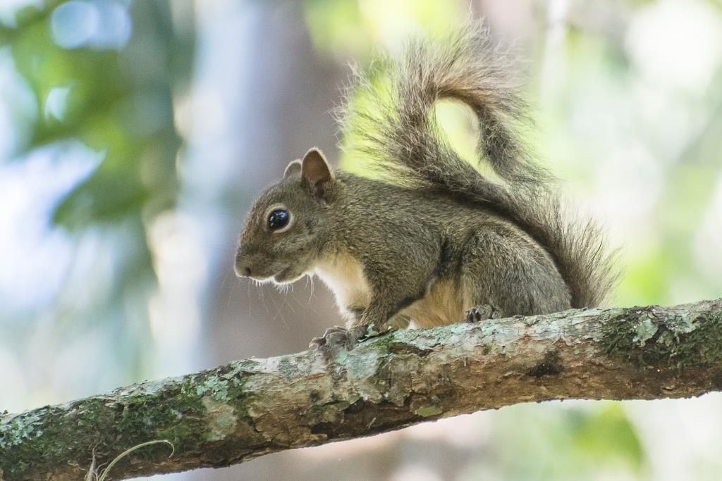 Caxinguelê, Esquilo Brasileiro ou Serelepe: Características e Fotos ...