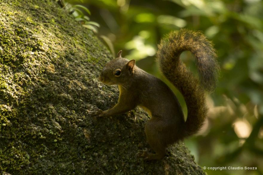 Caxinguelê, Esquilo Brasileiro ou Serelepe: Características e Fotos ...