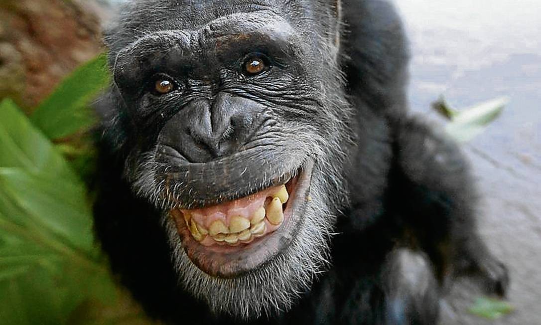 Ciclo de Vida do Chimpanzé: Quantos Anos Eles Vivem? | Mundo Ecologia