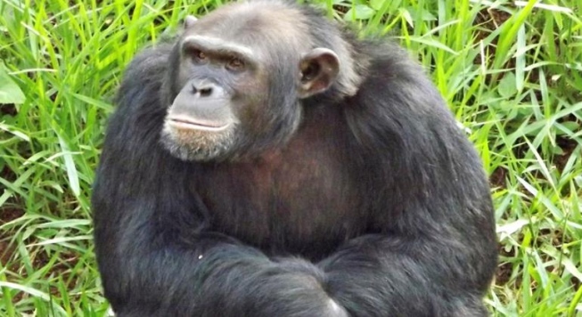 História do Chimpanzé e Origem do Animal | Mundo Ecologia