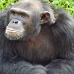 Chimpanzé: Curiosidades e Fatos Interessantes Sobre o Animal | Mundo ...
