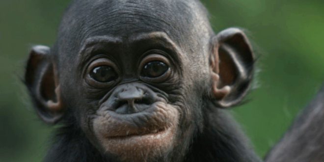 Chimpanzé-Comum: Características, Nome Cientifico e Fotos | Mundo Ecologia