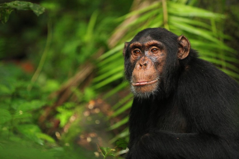 História do Chimpanzé e Origem do Animal | Mundo Ecologia