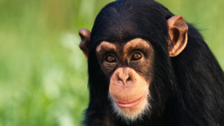 Alimentação do Chimpanzé: o que Eles Comem? | Mundo Ecologia