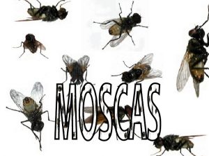 Ciclo de Vida da Mosca: Quantos Anos Elas Vivem? | Mundo Ecologia