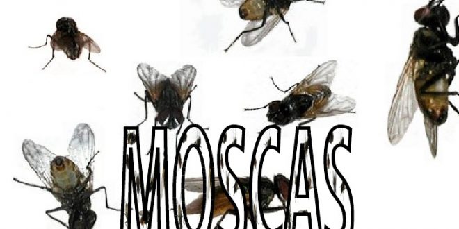 Ciclo de Vida da Mosca: Quantos Anos Elas Vivem? | Mundo Ecologia
