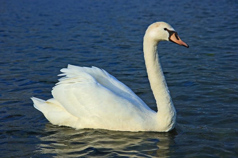 Cisne: Curiosidades e Fatos Interessantes sobre o Animal | Mundo Ecologia
