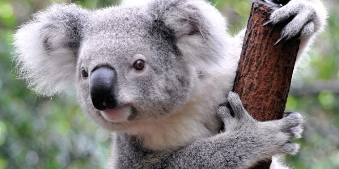 Comportamento do Coala, Hábitos e Modo de Vida do Animal | Mundo Ecologia