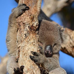 Tudo Sobre O Coala: Características, Nome Cientifico E Fotos – Mundo ...