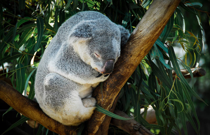 O Coala Está Extinto: Qual O Status de Preservação Desse Animal ...