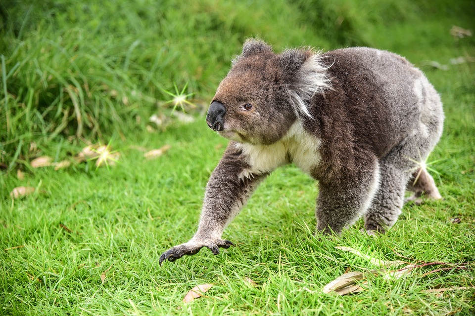 O Coala Está Extinto: Qual O Status De Preservação Desse Animal ...