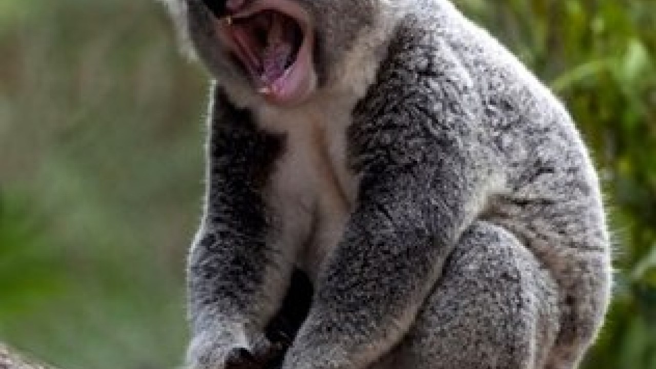 O Coala Está Extinto: Qual O Status de Preservação Desse Animal ...