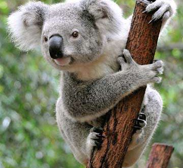 Reprodução Do Coala: Filhotes E Período De Gestação | Mundo Ecologia