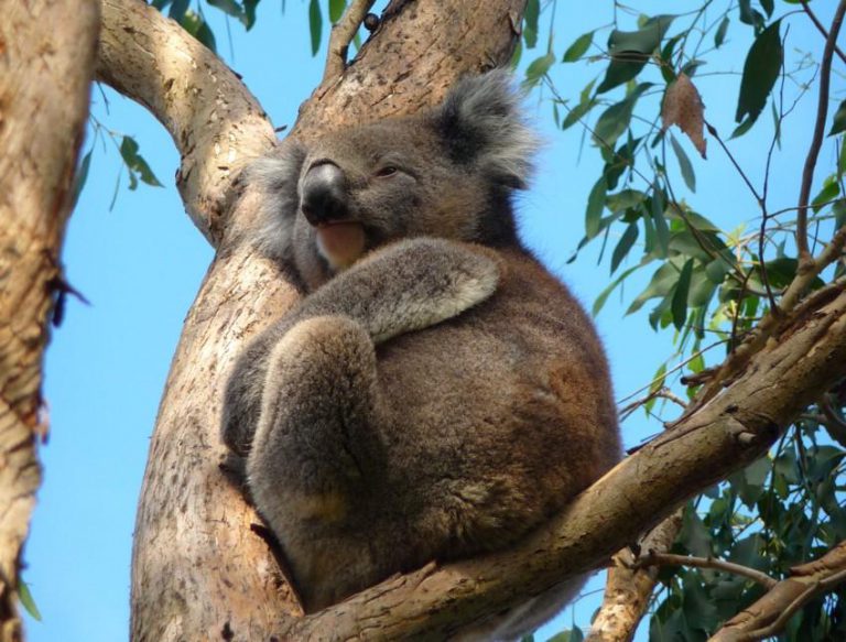 Comportamento do Coala, Hábitos e Modo de Vida do Animal | Mundo Ecologia