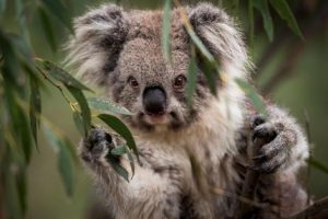 Tudo Sobre O Coala: Características, Nome Cientifico E Fotos – Mundo ...
