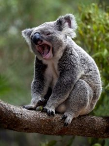 Tudo Sobre O Coala: Características, Nome Cientifico E Fotos | Mundo ...