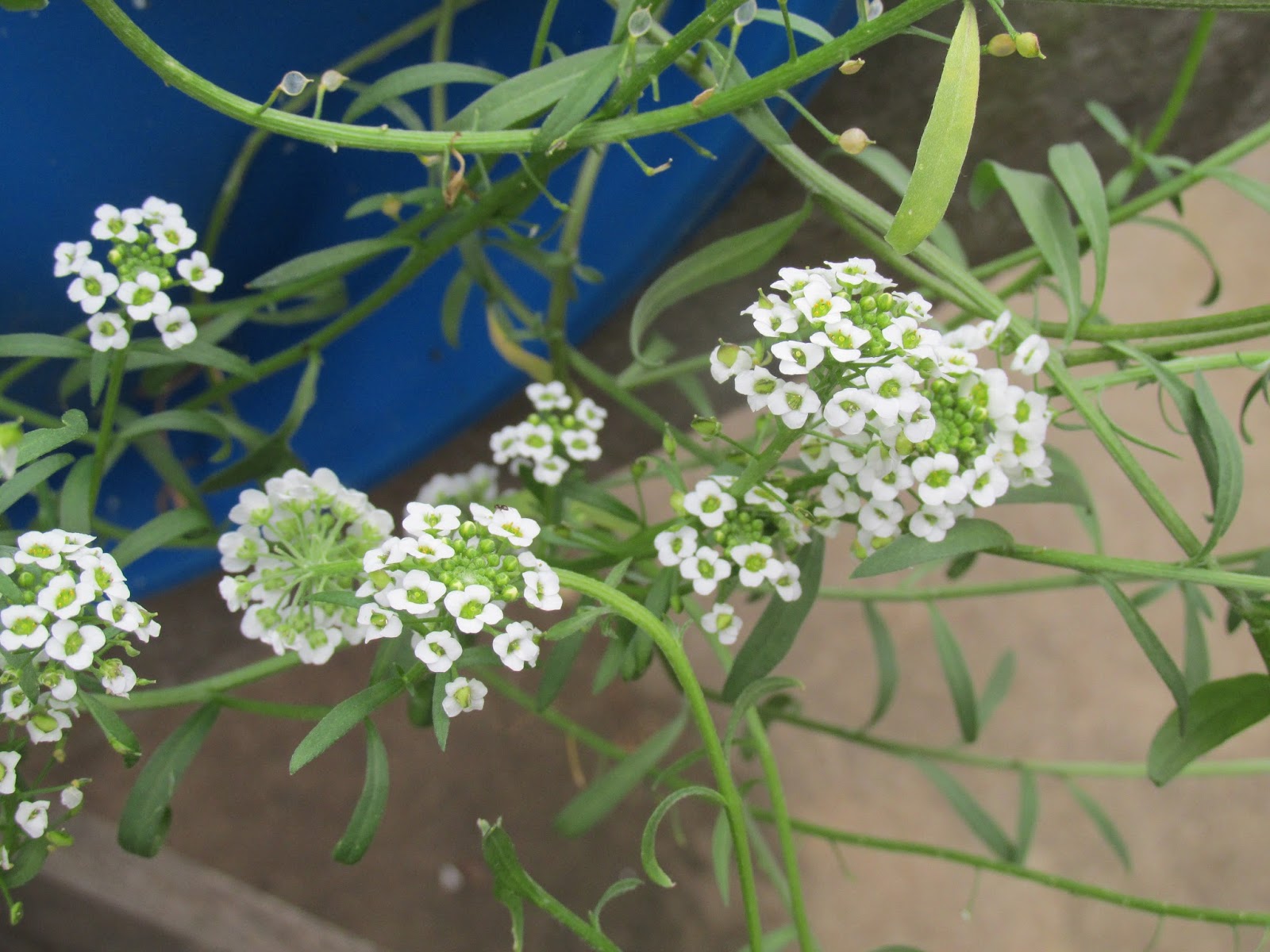 Álisso Curiosidades e Fatos Interessantes Sobre a Flor Escudinha ...