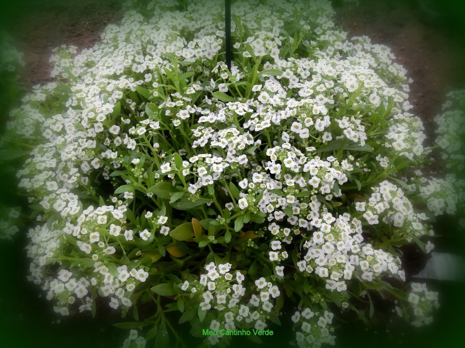 Álisso Curiosidades e Fatos Interessantes Sobre a Flor Escudinha ...