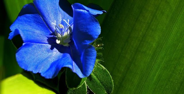 Flor Azulzinha Curiosidades e Fatos Interessantes Sobre a Planta ...