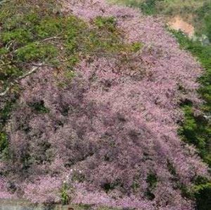 Tudo Sobre a Congeia: Características, Nome Científico e Fotos | Mundo ...