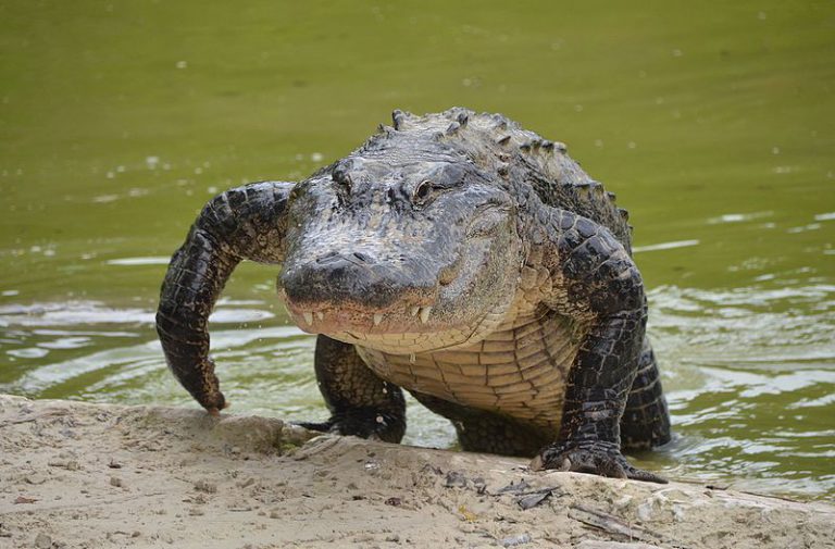 Crocodilo Gigante Pré Histórico: Nome Científico e Habitat | Mundo Ecologia