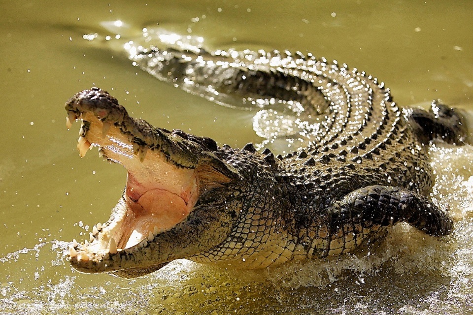 Crocodilo-Poroso: Características, Nome Científico e Fotos – Mundo Ecologia