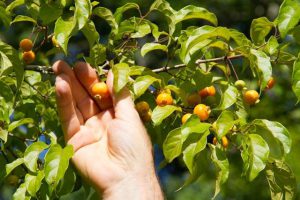 Óleo de Gabiroba: Benefícios para a Saúde | Mundo Ecologia