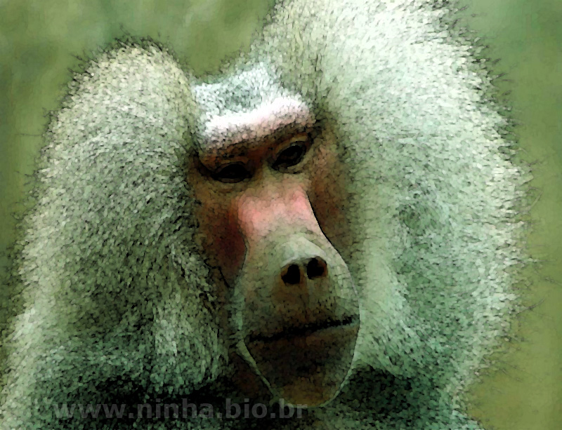 Reprodução do Babuíno: Filhotes e Período de Gestação – Mundo Ecologia