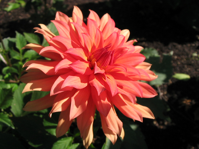 Bulbo De Dália E Como Semear A Planta Para Crescer Rápido – Mundo Ecologia