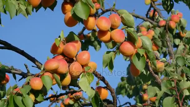 Damasco: Curiosidades e Fatos Interessantes Sobre a Fruta – Mundo Ecologia